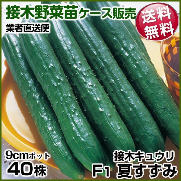 ●商品情報：うどんこ病、べと病に強く栽培簡単。●お届け状態：接木9cmポット苗 40株入り●果重／果長：―