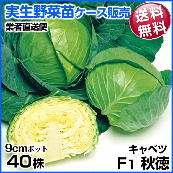 ●商品情報：耐暑性にすぐれ、早生で多収の寒玉種!●お届け状態：実生9cmポット苗 40株入り●果重/果長：―