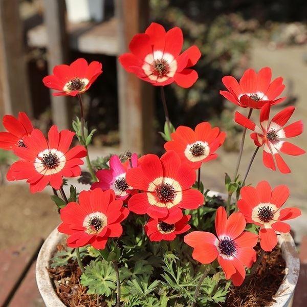 ●学名・英名：Anemone x fulgens●商品情報：小型の原種系アネモネ。キンポウゲ科。原産地は地中海沿岸地域。fulgensには「輝く」「光沢のある」といった意味があります。赤い花びらの中央に白いリングが入り、黒い花芯が印象的。●...