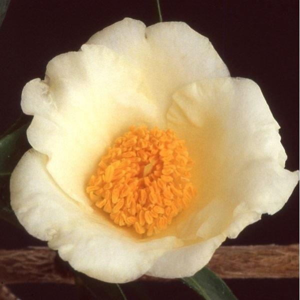 ●商品情報：御前の雪と金花茶の交配品種。一重小輪。●お届け状態：挿木12cmポット苗●分類：常緑樹●日照条件：日なた(幼木時は半日陰で管理)●栽培適地：庭・鉢・切花