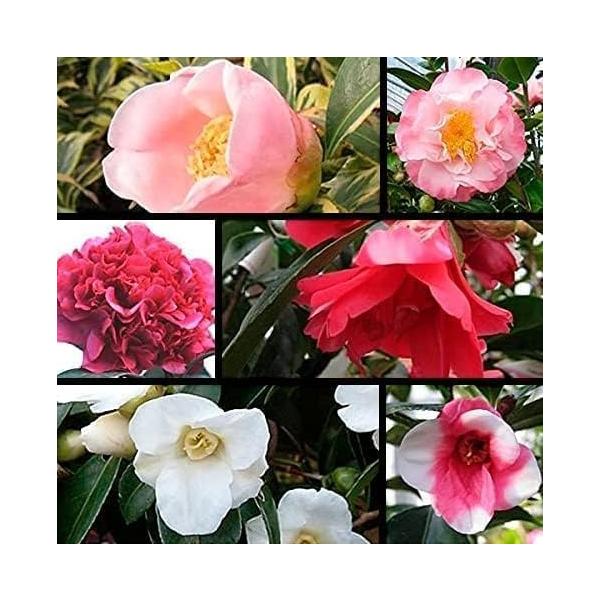 ●商品情報：品種見計らい名称付き●お届け状態：挿木10.5cm〜13.5cmポット苗●分類：常緑樹●日照条件：日なた(幼木時は半日陰で管理)●栽培適地：庭・鉢・切花