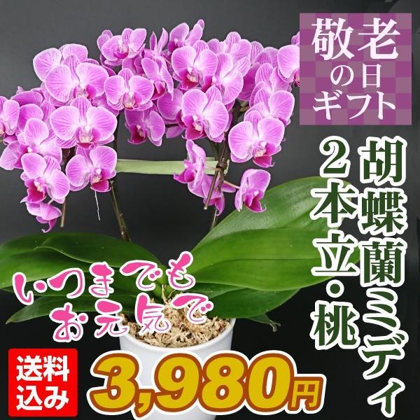 9/16から9/21のいずれかの日にお届けします。(日にち・時間の指定はできません。)●商品情報 敬老の日のギフトにぴったりの2本立てミディ胡蝶蘭。ラッピングしてお届けします。おじいちゃん、おばあちゃんに、日頃の感謝の気持ちをお届けしません...