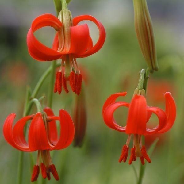 ●学名・英名：Lilium callosum●商品情報：茎の先に花径3〜4cmほどの小さな手まり形の花を咲かせる姿がなんとも愛らしい原種ユリ。1球から段状に2〜5輪の花を咲かせます。芳香あり。●お届け状態：球根●開花期：8月●草丈：50-1...