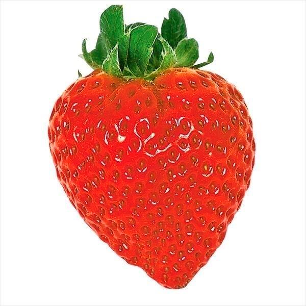 ●商品情報：大きなイチゴで有名で、最大80ｇを超えることも!! 香りが良く、糖度高く濃厚で美味しく大人気です●お届け状態：ポット苗●分類：多年草●草丈：15〜30cm●収穫：5〜6月●日照：日なた●耐寒性：強