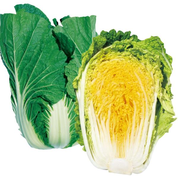 ●商品情報：播種後50日で収穫できるミニ白菜。葉の締りが良く、春・夏まきが可能で栽培期間が長い!キムチに最適。●球重（約）：0.6〜1kg●早晩性：早生●播種から収穫までの日数（約）：50日●お届け状態：種子●入り数の目安：5mlあたり約7...