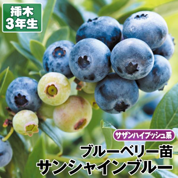●商品情報：中〜大粒となり、甘くて美味しいブルーベリー。樹姿がコンパクトなので、鉢植えにもオススメ。開張性。●お届け状態：挿木3年生ポット苗●分類：落葉〜半常緑樹●系統：サザンハイブッシュ系●実の収穫時期(約)：6月●生長後の樹高(約)：1...