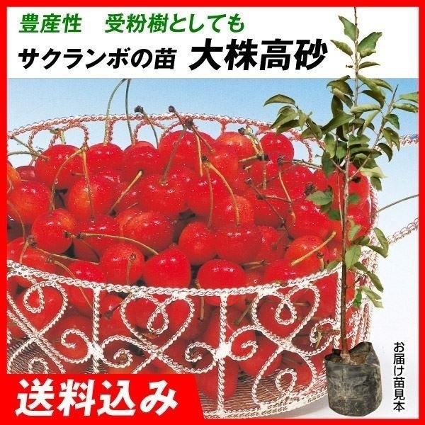 ●商品情報実付きまでが早い、大株でのお届け!!やわらかく甘いサクランボ。豊産性。受粉樹にも。●お届け状態接木3〜4年生21cm根ポット苗(樹高約80cm)●分類落葉樹●収穫時期5月下旬●日照日なた●生長後の樹高(訳)3〜4m●耐寒性強●栽培...