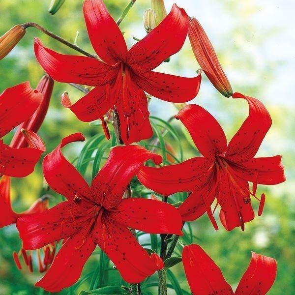 ●学名・英名：Lilium Red Velvet●商品情報：鹿の子ユリの仲間で、反り返った花弁が特徴的で可愛らしい。花数が多く豪華で華やかな花姿は、まるでシャンデリアのよう！●お届け状態：球根●開花期：6月〜7月●草丈：80〜120cm●花...