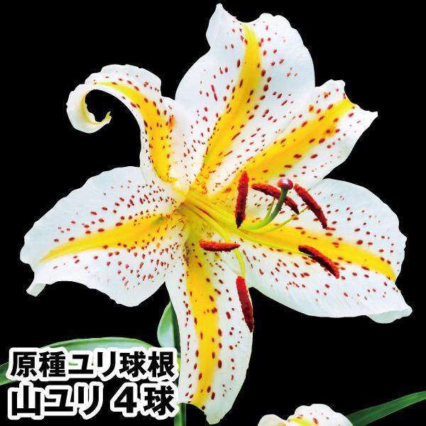●学名・英名：Lilium auratum●商品情報：とりわけ強い芳香を放ち、圧倒的迫力を持って雄大に咲き誇る巨大輪ゆり。白地の花弁に黄色のスジと赤褐色の斑点が入る花姿は、見る者すべてを魅了します。●お届け状態：球根●開花期：7月●草丈：1...