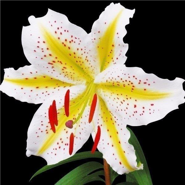 ●学名・英名：Liliumauratum●商品情報：とりわけ強い芳香を放ち、圧倒的迫力を持って雄大に咲き誇る巨大輪ゆり。白地の花弁に黄色のスジと赤褐色の斑点が入る花姿は、見る者すべてを魅了します。●お届け状態：球根●開花期：7月●草丈：15...