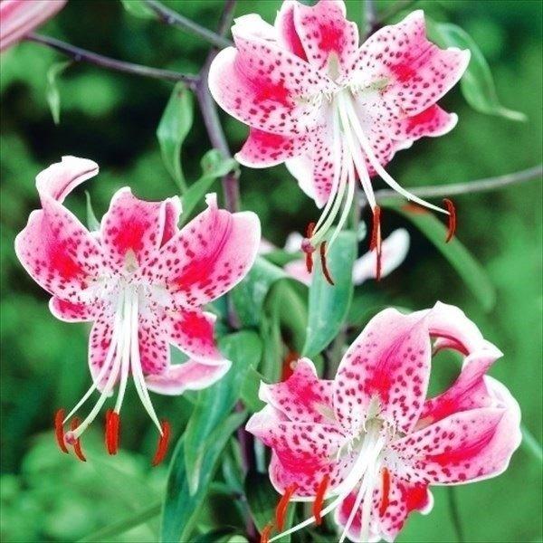 ●学名・英名：Lilium speciosum●商品情報：ユリの中で最も遅い8月に咲く、育てやすい原種ユリ! 鹿の子絞りを思わせる花弁の模様が名前の由来です。花形の美しさから世界中で愛されており、丈夫なので多くのユリの交配親となっています。...