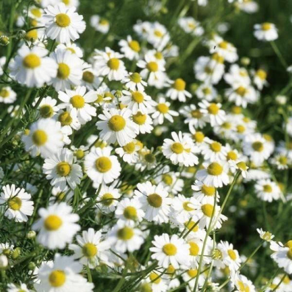●商品情報：細かい羽毛のような葉を持ち、草丈40〜60cmとなります。花にはリンゴの様な甘い香りがある。ハーブティー等に。●お届け状態：種子●発芽適温：15〜25℃※発芽させるには播種床を上記の温度にしてください。●備考：※播種や植え付け後...