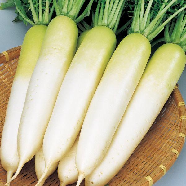 ●商品情報：近年の天候不順にも負けずにちゃんと育つ強さを持つ凄いヤツ！ 多少、温度や肥料等の条件が悪くても、ご近所さんに自慢できる大根ができちゃいます。みずみずしく肉質良く、生食でも煮込みでも格別の味わいに!葉が小さいので密植もOK♪●根長...