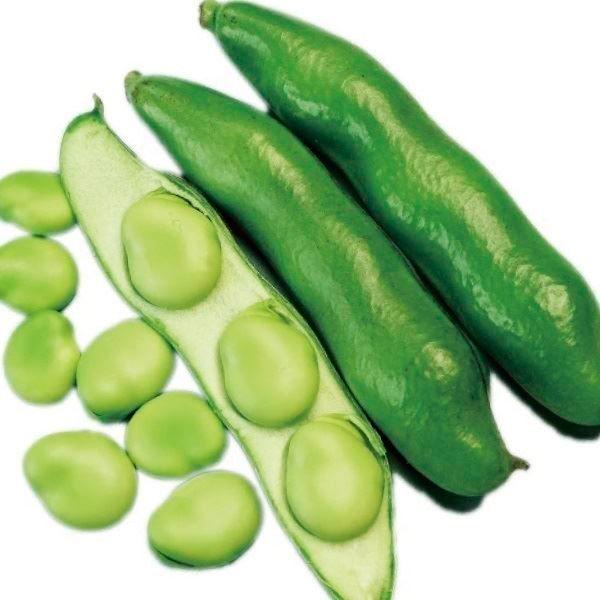 ●商品情報：花芽分化に低温が必要ないので、夏まきで年内から収穫できる一寸ソラマメ（暖地の場合）！ 3粒莢が多く、莢・むき実ともに濃緑色で美しい。ホクホクで美味。時期外れのソラマメを楽しめます。（登録名：TRI-2047）●お届け状態：種子●...