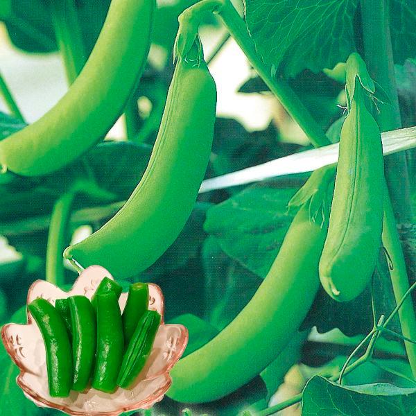 ●商品情報：実とりエンドウのように実が大きく膨らんでも、莢が硬くなく柔らかいままの、莢ごと食べられるエンドウ！ 莢は肉厚で甘く、とってもジューシー。莢長は7〜8cmで、莢つき良く双莢性が高い豊産性品種です。●莢長（約）：7〜8cm●早晩性：...
