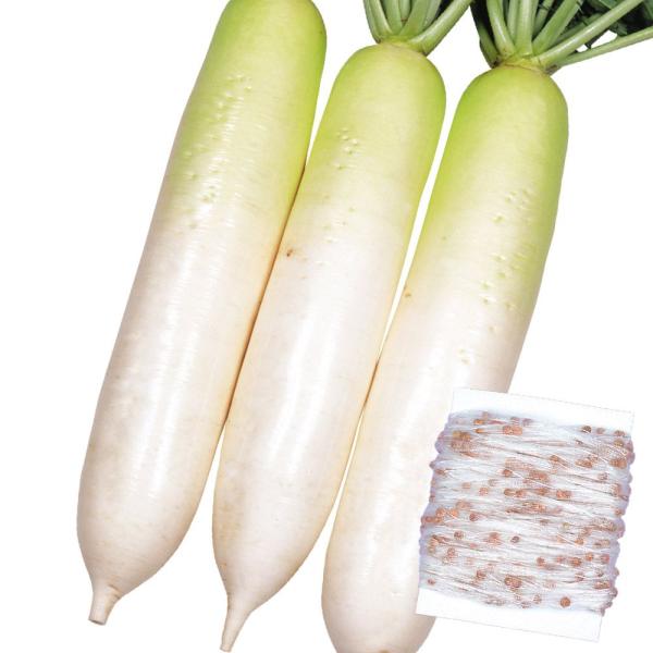●商品情報：甘味強く、最高の食味！その名の通り、素晴らしい食味を誇りお客様から「とても美味しかった」とご連絡を頂くほど!肉質緻密で甘味が強くて苦味少なく、サラダはもちろん鍋や煮物に最高。暑さ・イオウ病・ウイルス病に強くて草勢旺盛、ス入りが遅...