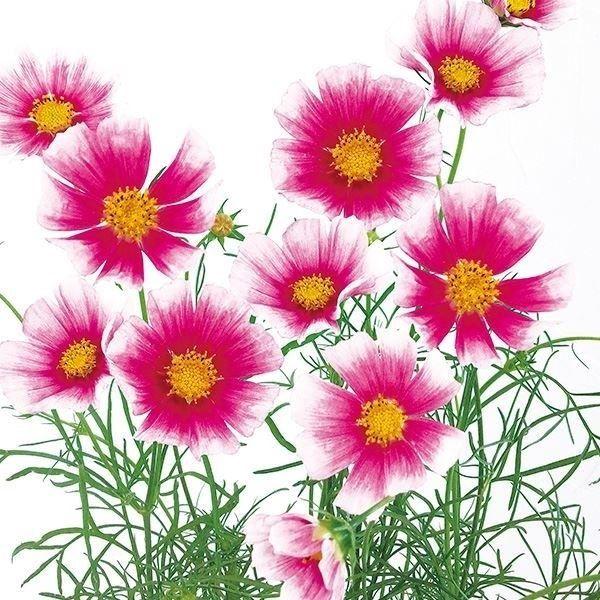 ●商品情報中心が紅色●お届け状態種●分類1年草 ●花期(約)6〜11月●草丈(約)90cm ●備考※種子の粒数は、目安を記載しております。実際の粒数と差異がありますが、ご了承ください。採種地の気候等の播種条件により粒状・大きさが異なる場合が...