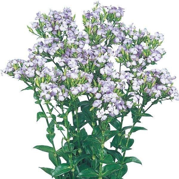 ●商品情報ラベンダーカラーがとても爽やかで素敵!1回摘芯すると4〜6本の切花ができます。●分類1年草●花期（約）7〜10月●草丈30〜80cm●播種適温18〜23℃●用途庭・鉢・切花