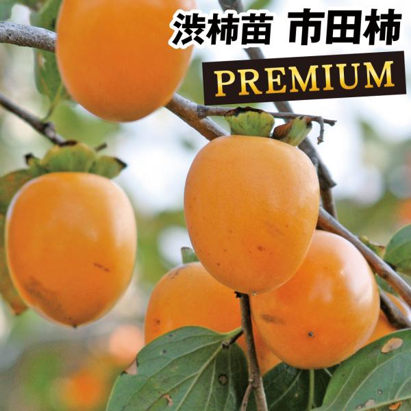 ●商品情報：長野県の超有名渋柿です。肉質緻密でやわらかく、極上の高級干柿に! 昔は焼いて食べたところから「焼柿」と呼ばれていました。 果重100〜120gとやや小さめ。★プレミアム苗：カキはゴボウ根。と良く言われ、通常の苗木は、太い直根のみ...
