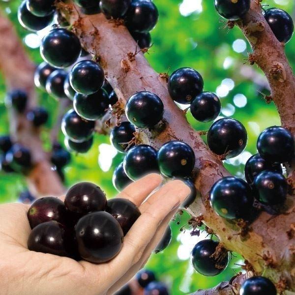 ●商品情報:幹に直接花が咲き、ブドウそっくりな実がなるブラジルの珍果樹「ジャボチカバ」。特に大実になる品種で、摘果すればなんと500円玉サイズになるジャボチカバ!! 　最高糖度は約18度で、コクのある美味しさです。味は甘く、「巨峰＋練乳」の...