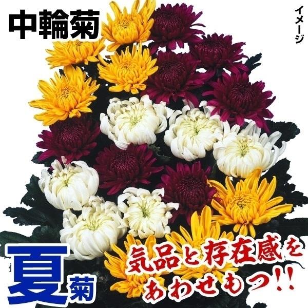 ●商品情報白花系・黄花系・赤花系(黄花・赤花系は花色に色幅あり)の中から、花色見計らい・名称なしでお届けします。※写真の花色は一例で、花色指定はお受けできません。花期は気温・生育環境によりずれる場合があります。●お届け状態：6cmポット苗(...
