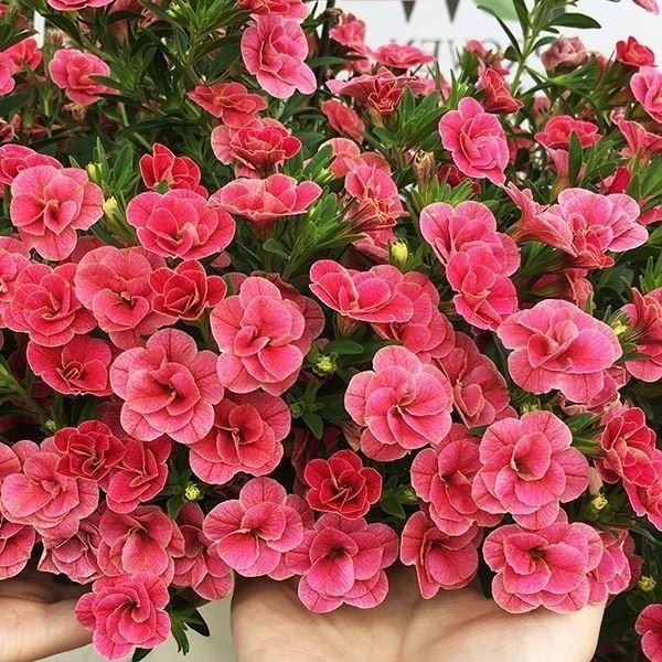 ●商品情報：カリブラコアの八重咲き種は真夏になると一重咲きになることがありますが、『スーパーベルダブル』は性質が安定しており、高温期でも一重になりにくく、春から晩秋まで可愛らしい八重咲き花を楽しめます。1株で直径40〜60cmまで広がり、こ...