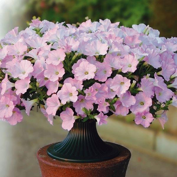 ●商品情報：ほふく性で分枝よく、乱れることなく咲き誇るペチュニア。病害虫に強く、雨や高温にも強いので育てやすい！多数の受賞歴を持つ優秀品種。   ●お届け状態：ポット苗   ●分類：多年草   ●開花期：4〜10月   ●草丈：20〜30c...