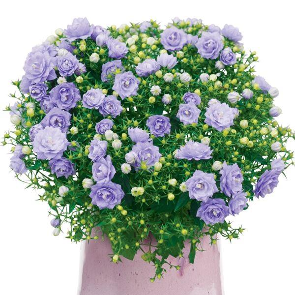 ●商品情報：カンパニュラ待望のブルーカラー！大輪の八重咲き。分枝力旺盛で、こんもりとした草姿になり、たくさんの花を咲かせます。   ●お届け状態：ポット苗   ●分類：多年草   ●開花期：春〜秋   ●草丈：25〜30cm   ●日照：日...