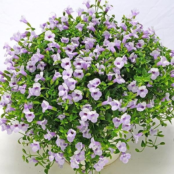 ●商品情報：春から秋まで咲き続け、強健で病気に強く、夏の暑さにも負けず次々と着花するトレニア。破断や鉢植え、グランドカバーなどに重宝します。   ●お届け状態：ポット苗   ●分類：1年草   ●開花期：春〜秋   ●草丈：20〜30cm ...