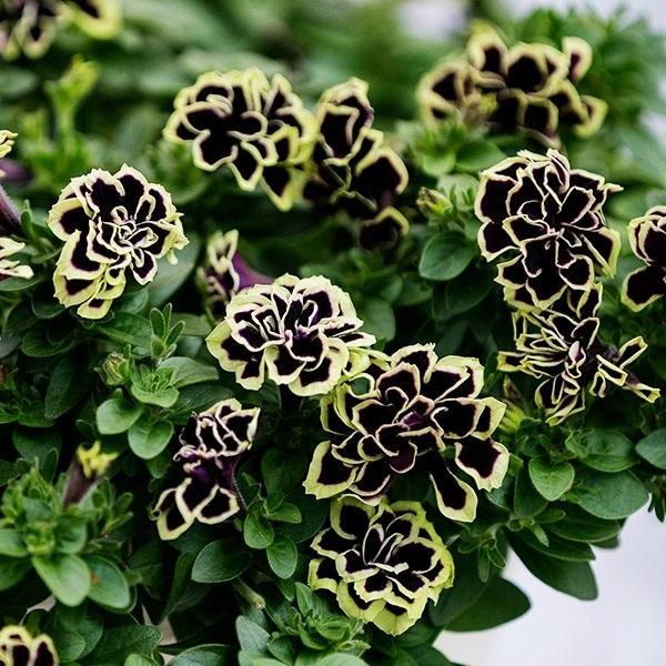 ●商品情報：八重の豪華な黒花弁は、クリーム色の縁取りが最高のアクセント！花径3〜4cmのペチュニア。１株で直径70〜80cmまで広がるほど生育旺盛です。登録名：ミヨペEA109-2   ●お届け状態：ポット苗   ●分類：多年草   ●開花...