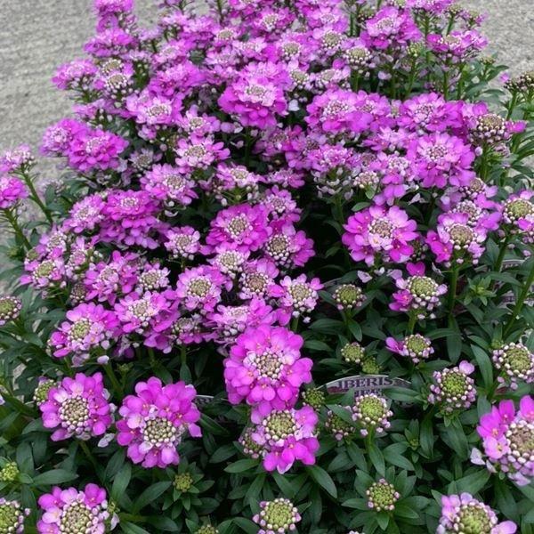 ●商品情報：丈夫で育てやすく、可愛らしいお花がたくさん咲きます！イベリスには珍しいアメジスト色の花です。   ●お届け状態：ポット苗   ●分類：多年草   ●開花期：4〜6月   ●草丈：15〜30cm   ●日照：日なた   ●耐寒性：...