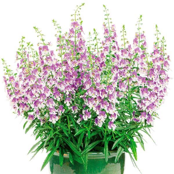 ●商品情報：従来種よりも豪華で大きな花弁が特徴！強健で夏の暑さに強く、真夏も咲き続けます。   ●お届け状態：ポット苗   ●分類：多年草   ●開花期：春〜晩秋   ●草丈：40〜60cm   ●日照：日なた   ●耐寒性：弱   ●用途...