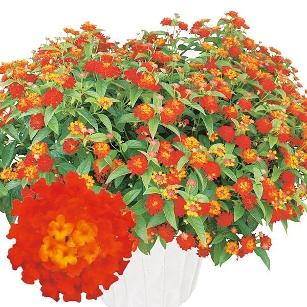 ●商品情報：従来のランタナと比べ非常に分枝がよく、圧倒的な花つきを誇ります。こんもりと自然に丸くまとまり花が途切れることなく、次々と開花します。登録名：LAN10005   ●お届け状態：ポット苗   ●分類：多年草   ●開花期：5〜11...