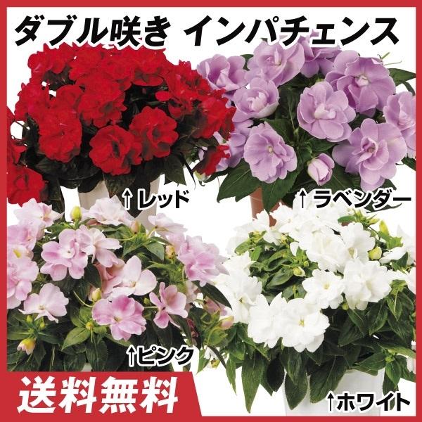 ●商品情報：発色の良い綺麗な花色と豪華な八重咲きが特徴の八重咲きインパチェンス「ワイルドロマンス」シリーズ。株張りがよく花がたくさん咲き、育てやすい。   ●お届け状態：ポット苗   ●分類：1年草   ●開花期：6〜10月   ●草丈：3...