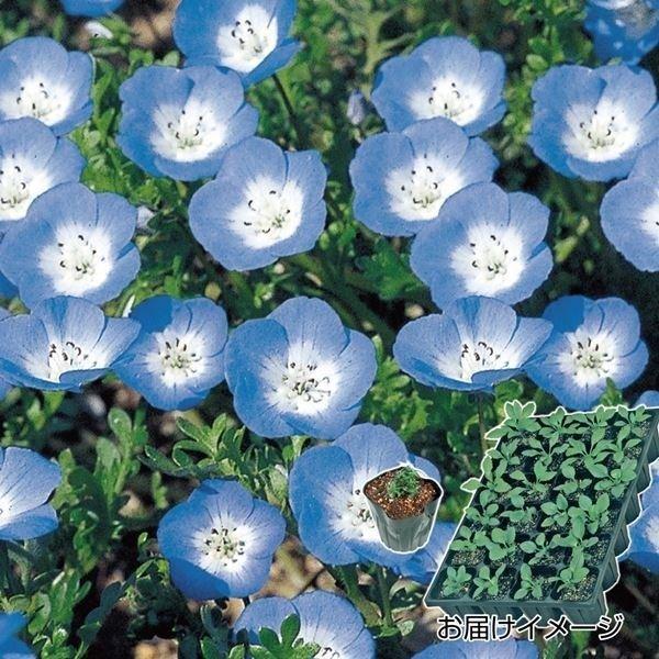 ●商品情報：株は横に広がるので、群植にしても見事。花壇や寄せ植えに。   ●お届け状態：9ｃｍポット苗   ●分類：1年草   ●花期(約)：4〜5月   ●草丈(約)：10ｃｍ   ●日照：日なた   ●栽培適地：庭・鉢