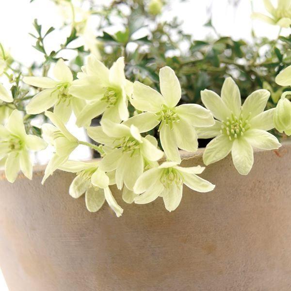 ●商品情報：咲き始めはライムグリーンで次第に黄色へと移り変わります。花数が多く、株一面を覆うほど咲き乱れます。爽やかな香りも抜群の大人気のクレマチス。   ●お届け状態：9cmポット苗   ●分類：多年草   ●開花期：4〜5月   ●草丈...