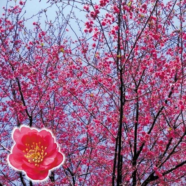●商品情報：鮮濃赤色花が秋〜春に咲き、花期がこれまでになく長い! 生育が比較的遅く、庭木向き。登録名：エレガンスみゆき●お届け状態：12cmポット苗●分類：落葉樹●花期(約)：11〜4月●花径：小輪●樹高(約)：5〜8m●日照条件：日なた●...