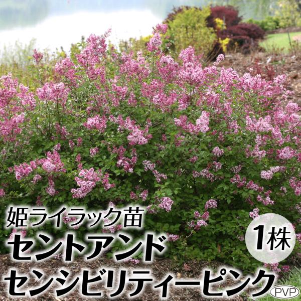 ●商品情報：樹高が高くならずこんもりと横に広がりるコンパクトなライラック。鉢植えにもおすすめです。蕾は濃いピンク色で、花は薄桃色をしていてかわいい。とても強い香りがします。耐暑性が強く暖かい地方でも夏越しができます。●お届け状態：挿木2年生...