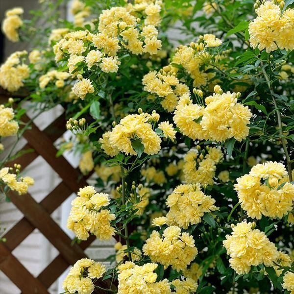 ●商品情報：モッコウバラはフェンスやトレリスに最適! 棘が少なく、病気に強く育てやすい。八重の小花が株いっぱいに!●お届け状態：9cmポット苗●分類：つる性半常緑樹●開花期：5〜6月●樹高：約3〜5m(つる性)●日照：日なた・半日陰●耐寒性...