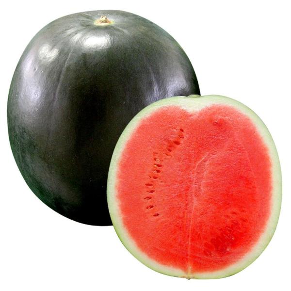 ●商品情報：しいな・空洞果少なく、果肉硬めでシャリ感があり美味しい種なしスイカ！ 草勢大人しく整枝栽培がおすすめ。（旧名：F1ブラックサンバ）●大玉スイカ●果重（約）：6〜8kg●糖度（約）：12.5度●お届け状態：接木9cmポット苗●栽培...