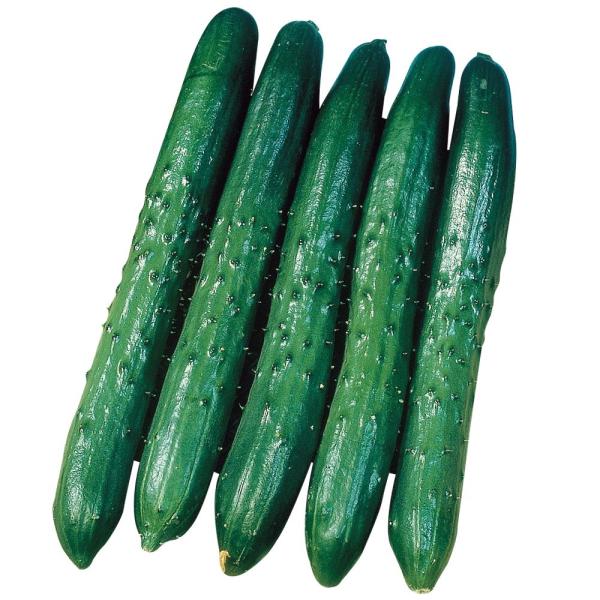 ●商品情報：草勢強く側枝の発生が多く、曲がり果も少ない優秀キュウリ。支柱・地這兼用なので、家庭菜園にも最適！●果長（約）：20〜23cm●お届け状態：接木9cmポット苗●備考：※接木苗、特にウリ科植物(ゴーヤ・キュウリ・メロン・スイカ)は、...