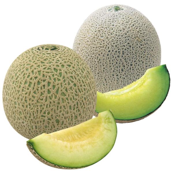 ●セット内容接木野菜苗 メロン 接木F1オルフェ 2株接木野菜苗 メロン 接木F1バルコニーズ 2株