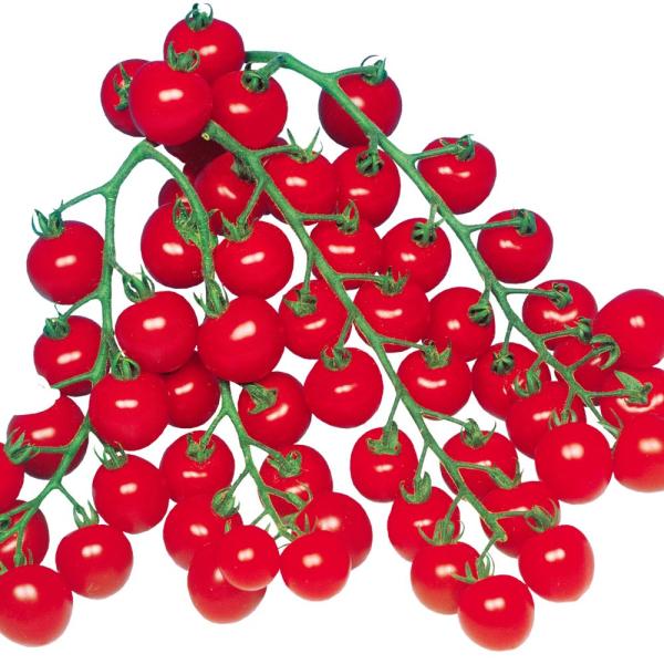 ●商品情報：甘味（糖度9〜10度）と絶妙な酸味で、コクと旨味がたっぷりのミニトマト！ 裂果少なく、複合耐病性があり育てやすい。●ミニトマト●果重（約）：20g●お届け状態：実生9cmポット苗 ●備考：※ポットの口の対角線または直径が9cmと...