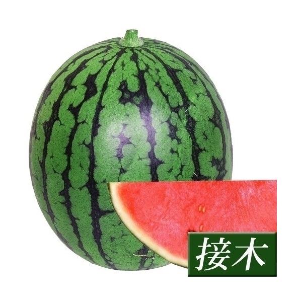 ●商品情報：シャリ感強く、食味は糖度12度以上で甘〜く美味しい　食べ切りサイズで家庭菜園に最適。●小玉スイカ●果重（約）：2〜3kg●糖度（約）：12度以上●お届け状態：接木9cmポット苗●備考：※接木苗、特にウリ科植物(ゴーヤ・キュウリ・...