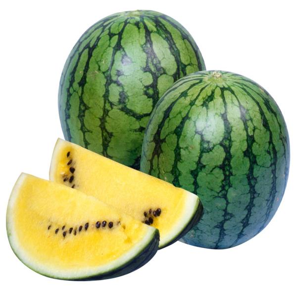 ●商品情報：果重約2kgのお手頃食べ切りサイズ！　果皮は薄く、強い甘さのクリーム色果肉が詰まります。豊産性。※栽培条件により果肉に朱色が生じることがあります。●小玉スイカ●果重（約）：2kg　●糖度（約）：11度●お届け状態：接木9ｃｍポッ...