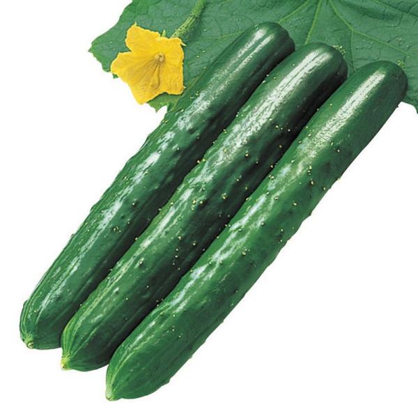 ●商品情報：親づるのほぼ全ての節に着果する驚きの「完全節成り」で、初期より肥大よい豊産性品種。果実はしまりよく、パリッとして美味。●果長（約）：23cm●お届け状態：接木9cmポット苗●備考：※接木苗、特にウリ科植物(ゴーヤ・キュウリ・メロ...