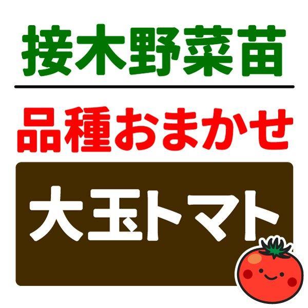 ●商品情報品種はおまかせ激安野菜苗！とりあえず安い野菜苗が欲しいという方や品種にこだわらないという方にピッタリ！栽培説明・名称ラベルが付いて初心者でも安心！今季販売中のいずれかの1品種が入ります。   ●お届け状態 接木9ｃｍポット苗   ...