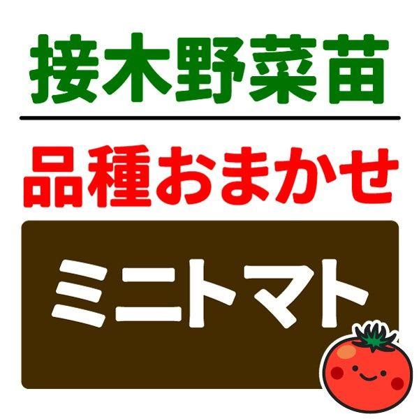 ●商品情報品種はおまかせ激安野菜苗！とりあえず安い野菜苗が欲しいという方や品種にこだわらないという方にピッタリ！栽培説明・名称ラベルが付いて初心者でも安心！今季販売中のいずれかの1品種が入ります。   ●お届け状態 接木9ｃｍポット苗   ...