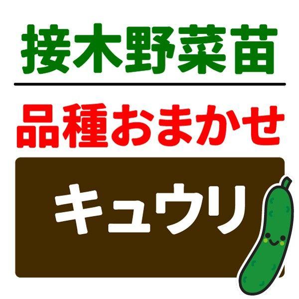 ●商品情報品種はおまかせ激安野菜苗！とりあえず安い野菜苗が欲しいという方や品種にこだわらないという方にピッタリ！栽培説明・名称ラベルが付いて初心者でも安心！今季販売中のいずれかの1品種が入ります。   ●お届け状態 接木9ｃｍポット苗   ...