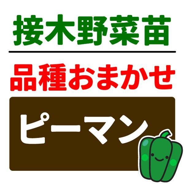 ●商品情報品種はおまかせ激安野菜苗！とりあえず安い野菜苗が欲しいという方や品種にこだわらないという方にピッタリ！栽培説明・名称ラベルが付いて初心者でも安心！今季販売中のいずれかの1品種が入ります。   ●お届け状態 接木9ｃｍポット苗   ...